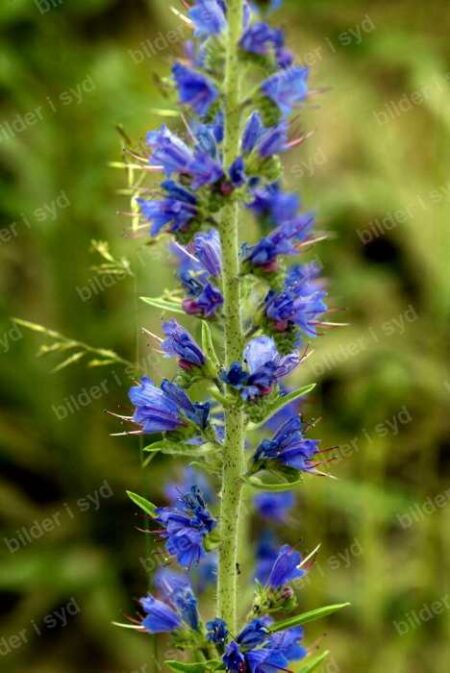 Falkens flykt - Bilder i syd